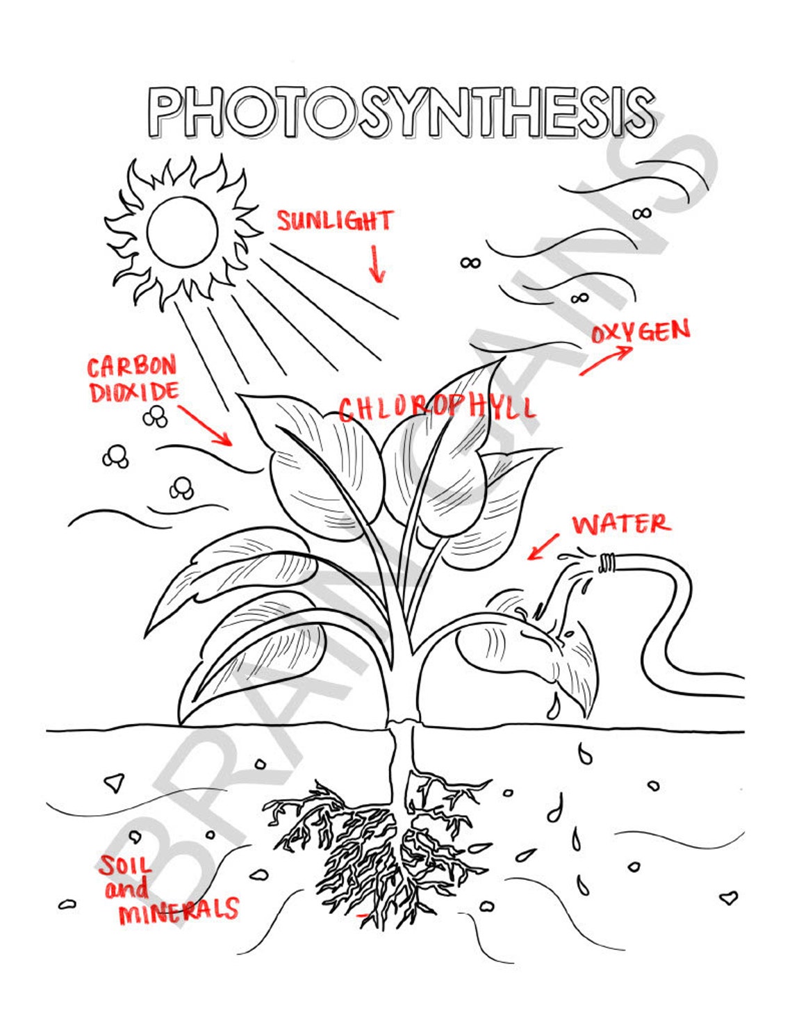 Photosynthesis Biology Science Kids Coloring Page Digital Download ...