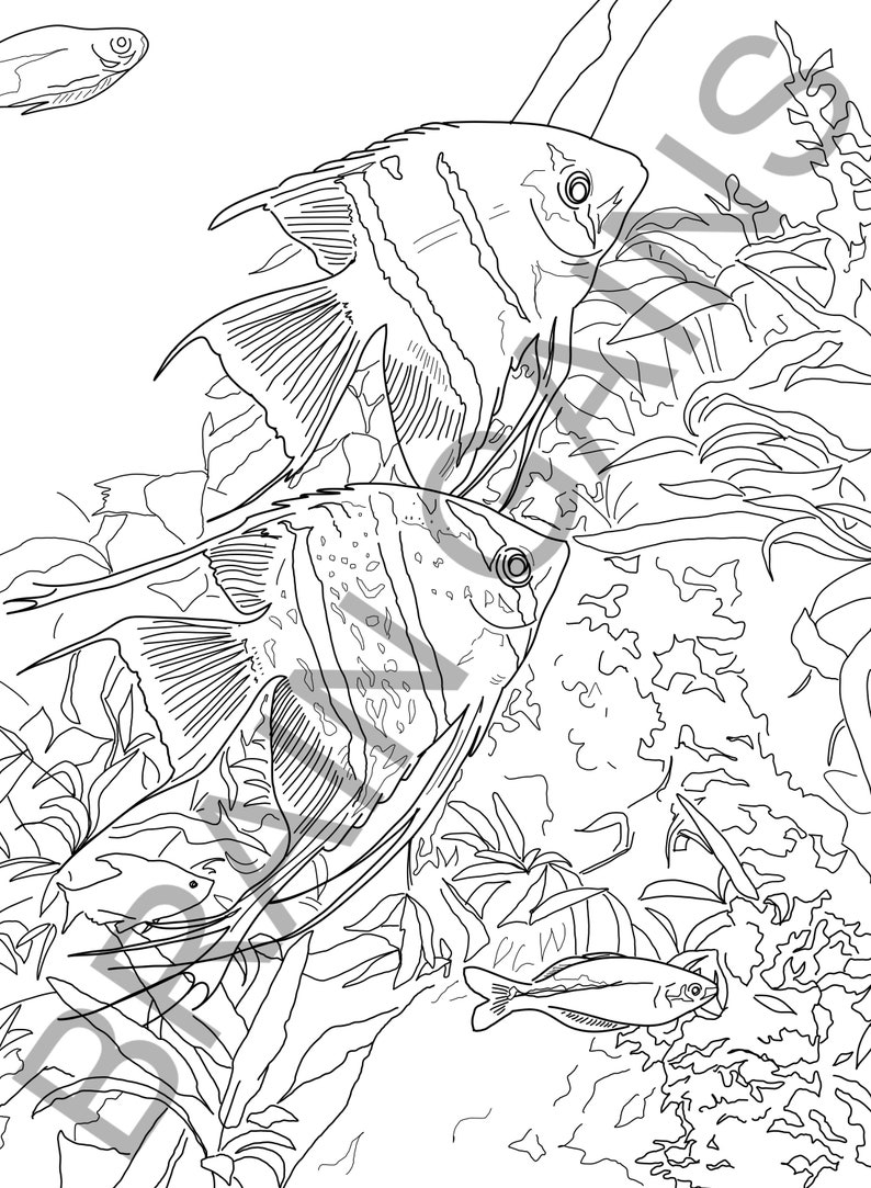 Angel Fish Coloring Page Digital Download Printable (sea Creatures) - Etsy