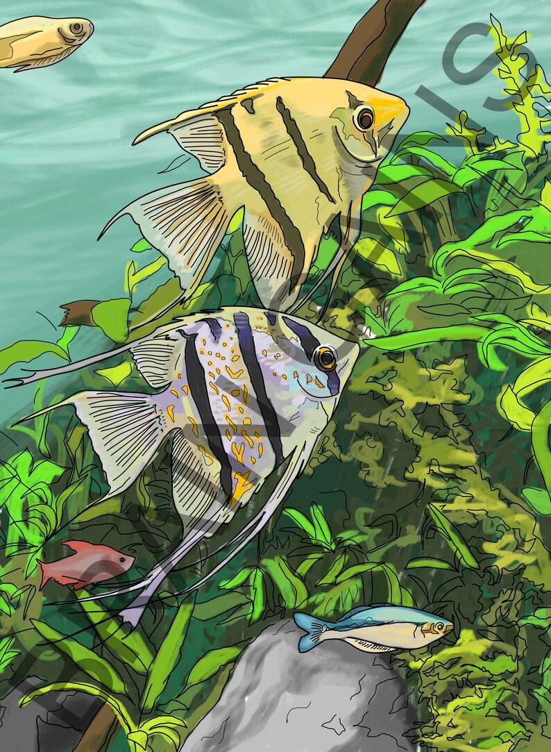 Angel Fish Coloring Page Digital Download Printable (sea Creatures) - Etsy
