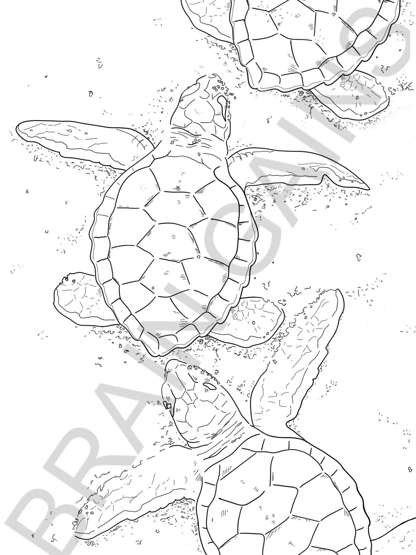 Sea Turtles Coloring Page Digital Download Printable - Etsy