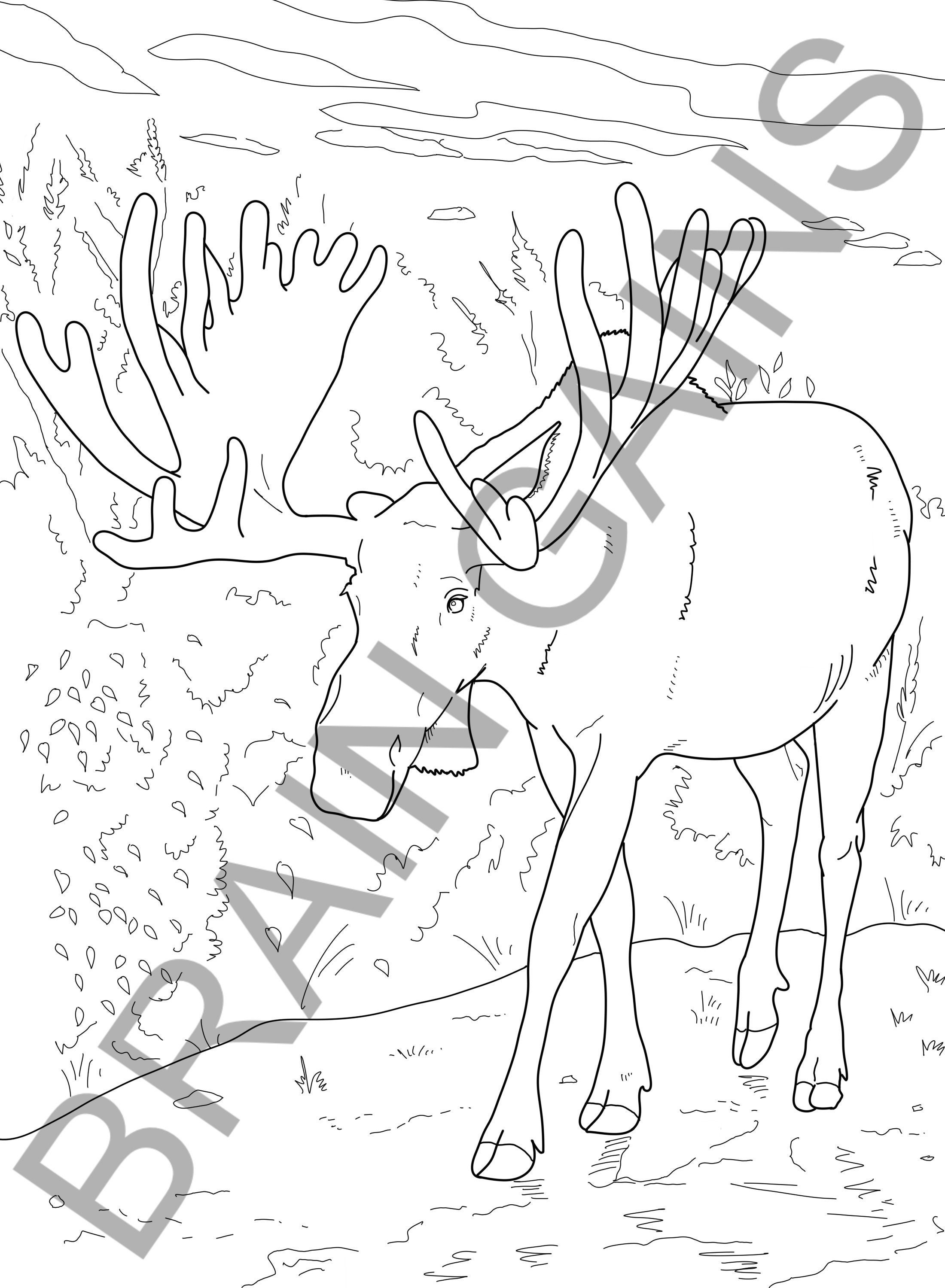 Moose Coloring Page Digital Download Printable animal Kingdom - Etsy