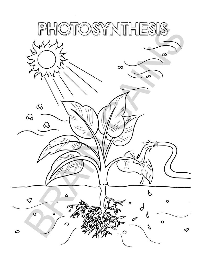 Photosynthesis Biology Science Kids Coloring Page Digital Download ...