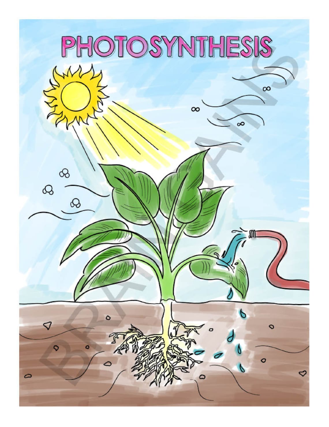 Photosynthesis Biology Science Kids Coloring Page Digital Download ...