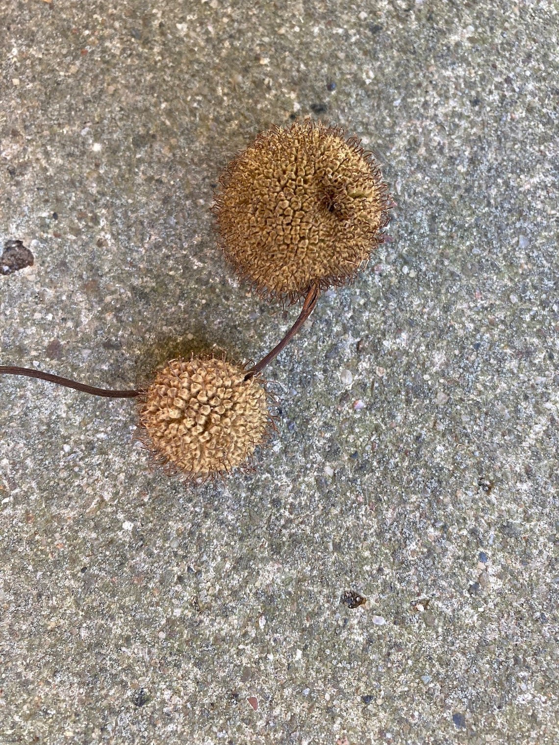 American Sycamore Seed Balls: Natural Craft Supplies, DIY Decor - Etsy