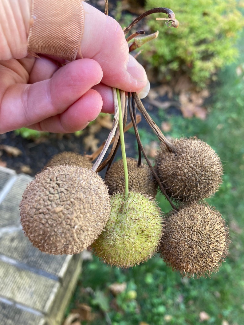 American Sycamore Seed Balls: Natural Craft Supplies, DIY Decor - Etsy