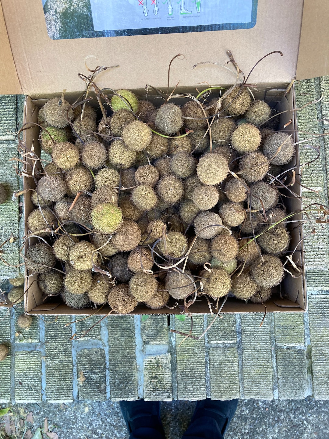 American Sycamore Seed Balls: Natural Craft Supplies, DIY Decor - Etsy