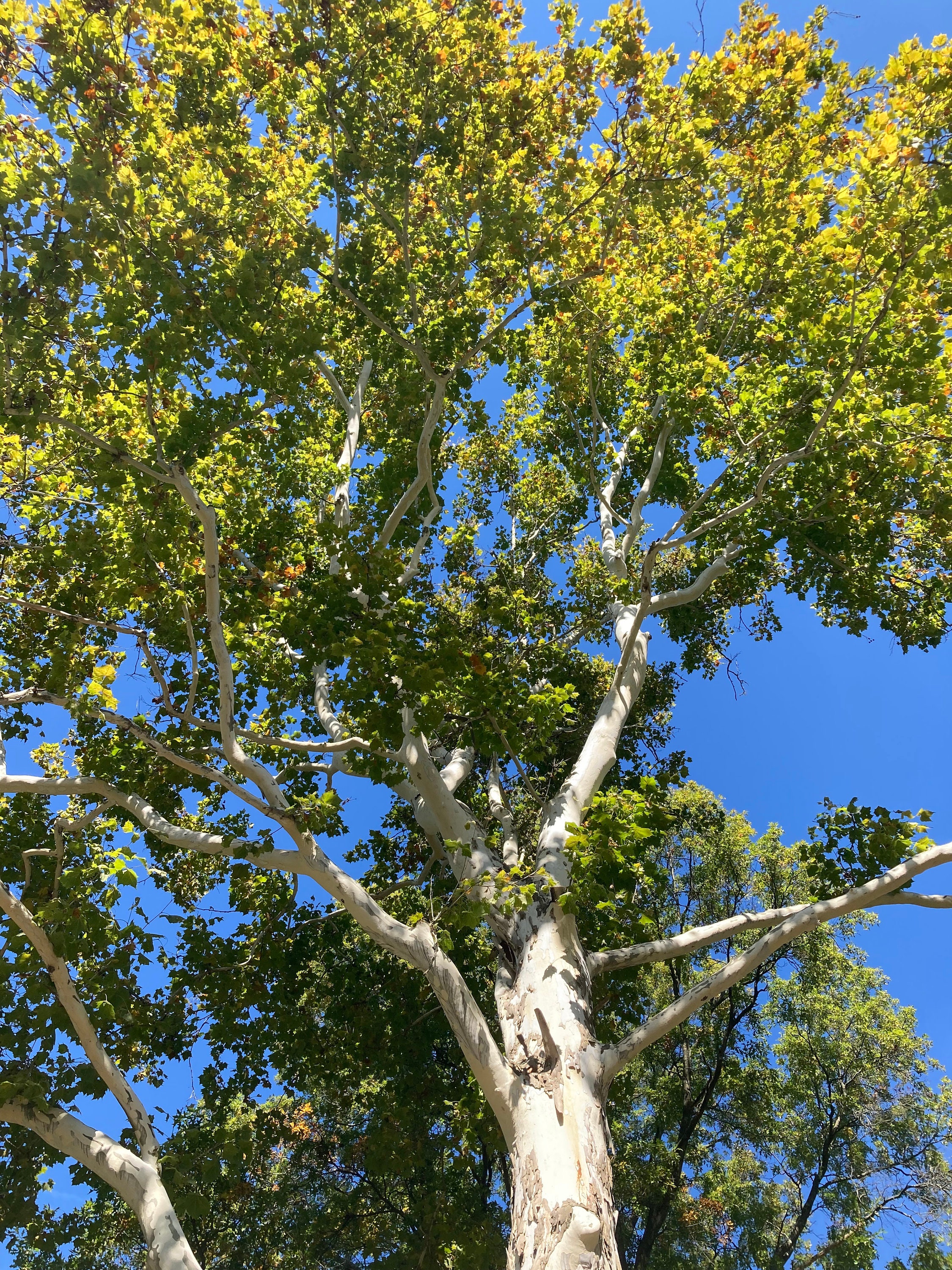American Sycamore Seed Balls: Natural Craft Supplies, DIY Decor - Etsy