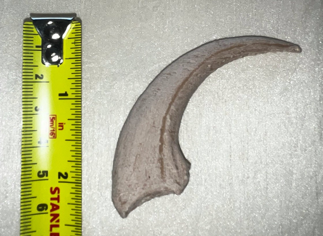 Megaraptor Claw Fossil 3D Printed Replica - Etsy