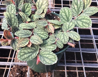 Trailing Watermelon Begonia pellionia Pulchra - Etsy