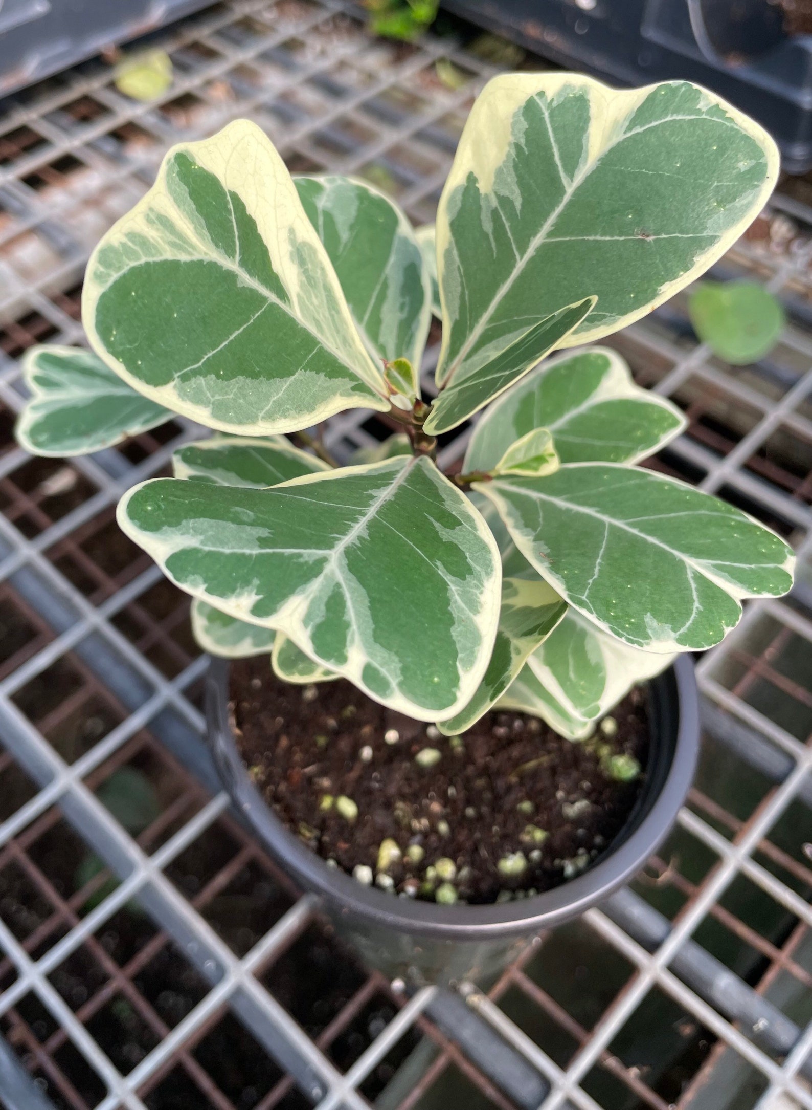 Variegated Ficus Triangularis Rare Variegated Triangularis - Etsy