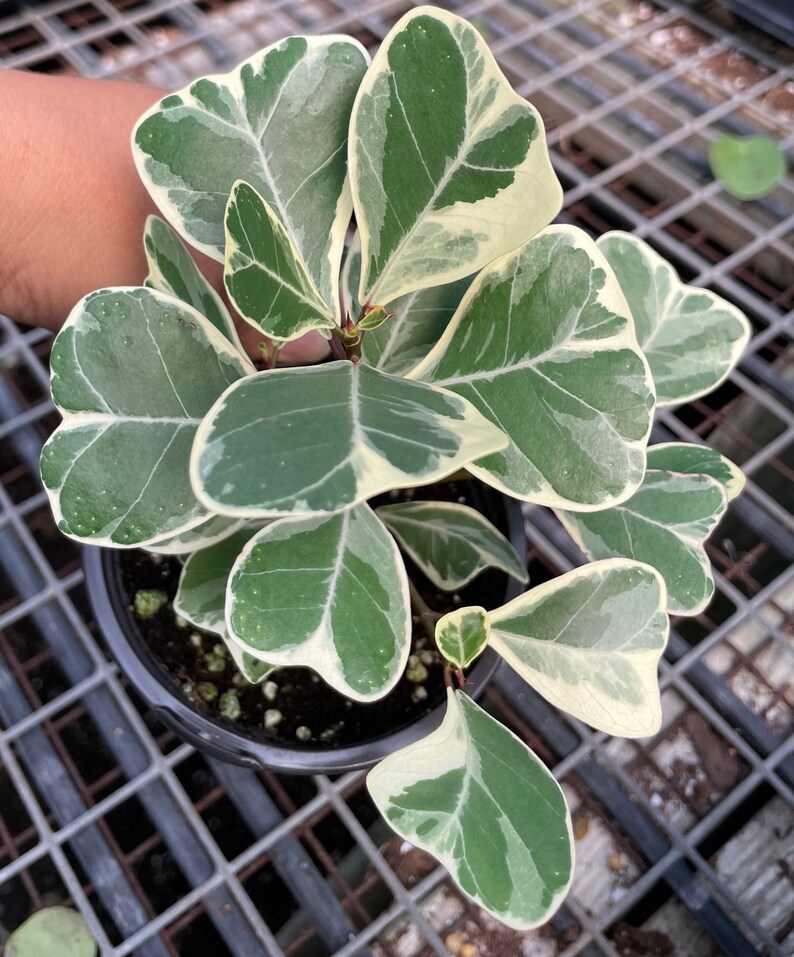 Variegated Ficus Triangularis Rare Variegated Triangularis - Etsy