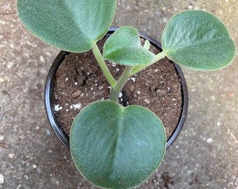 Peperomia Incana - Etsy