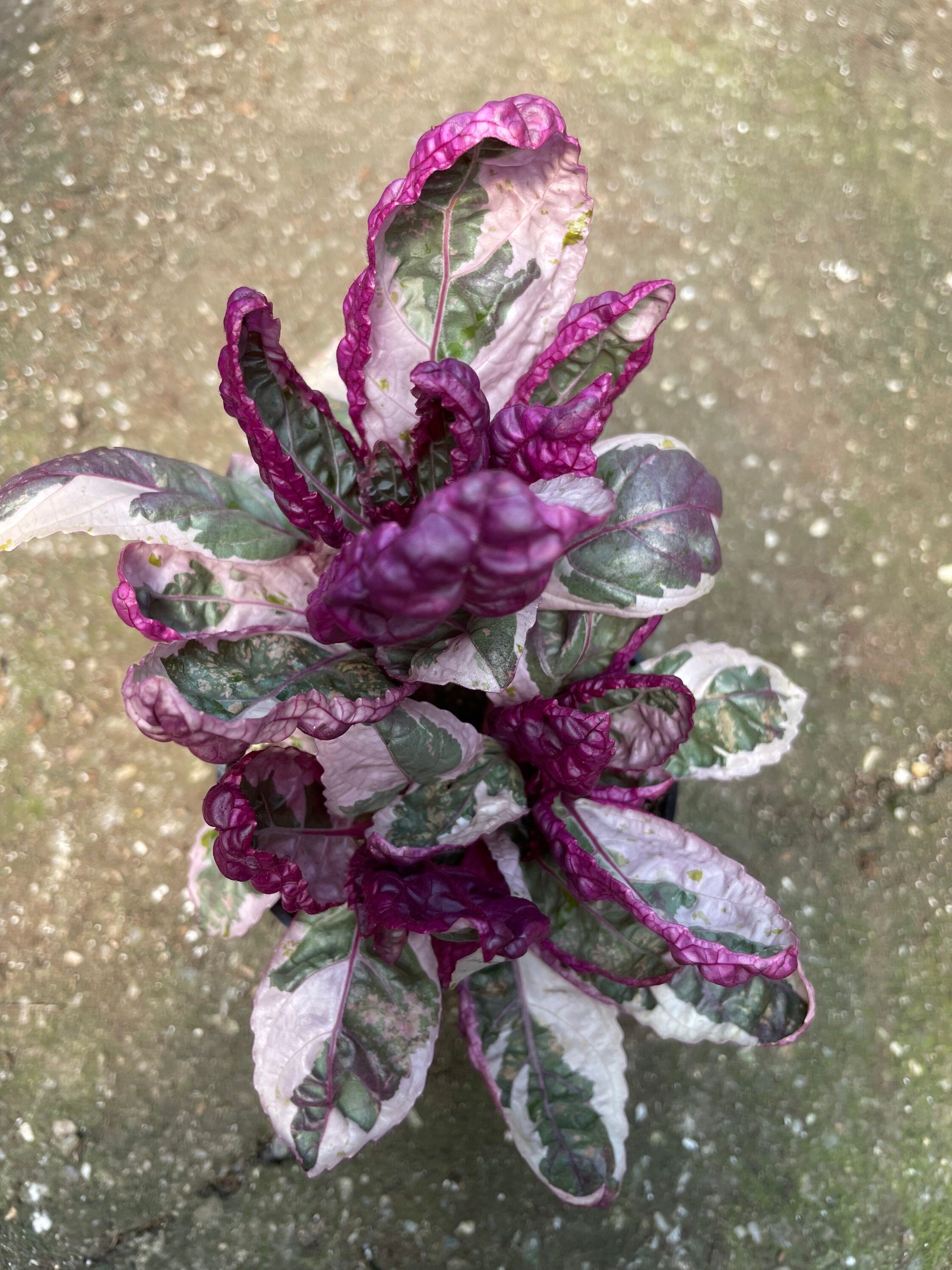 Snow White Waffle Plant | Etsy