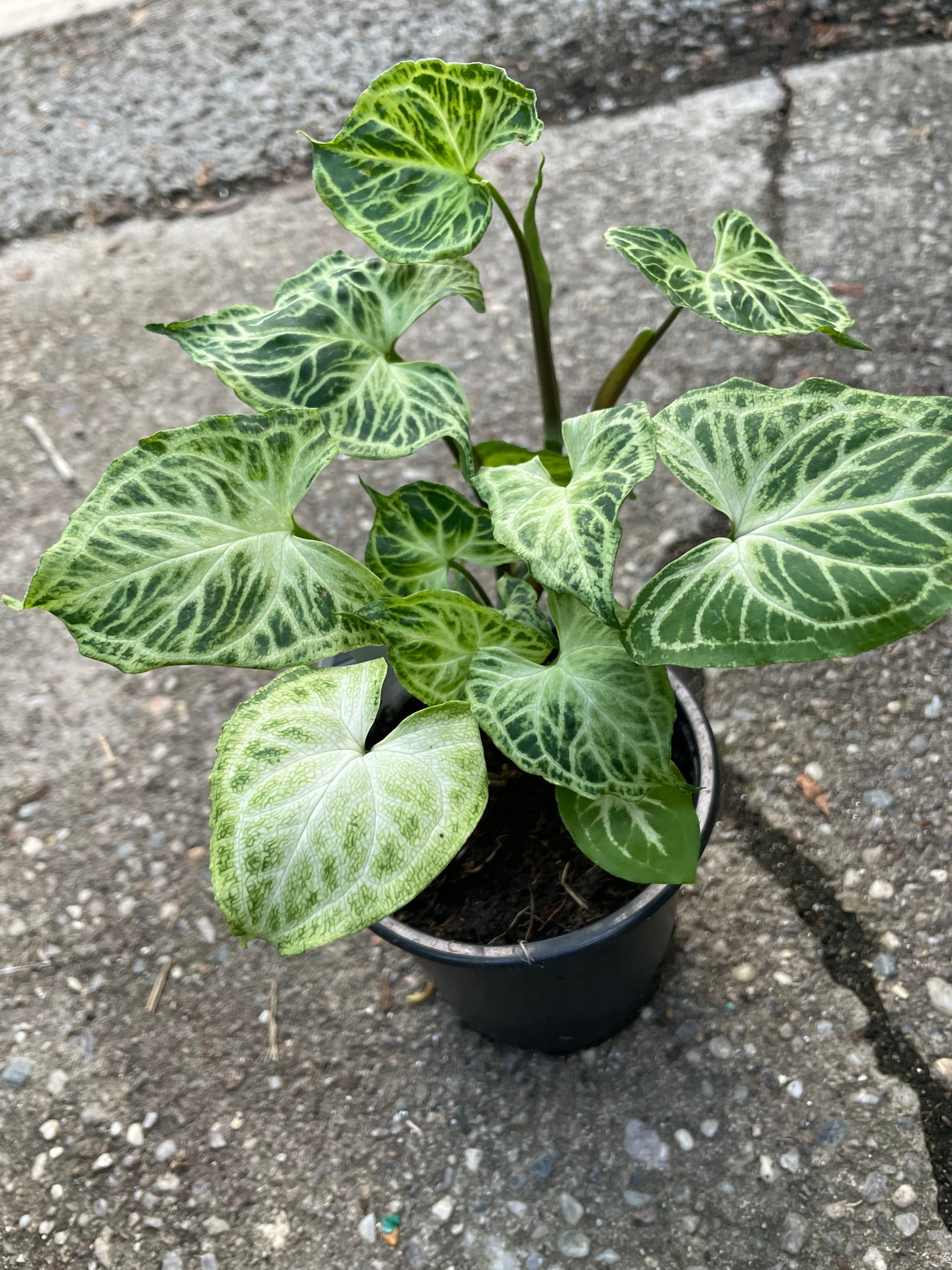 Syngonium Batik - Etsy