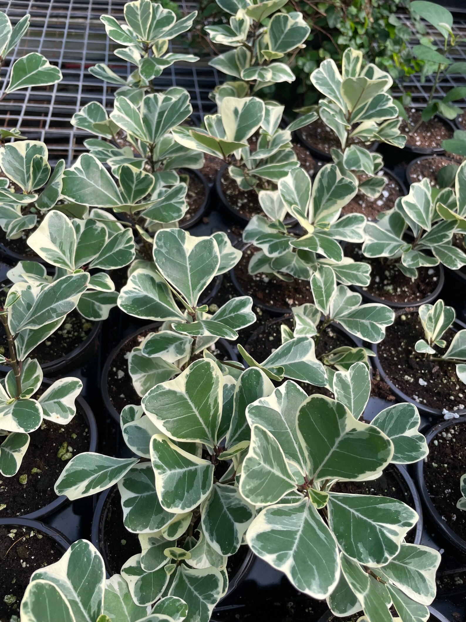 Variegated Ficus Triangularis Rare Variegated Triangularis - Etsy