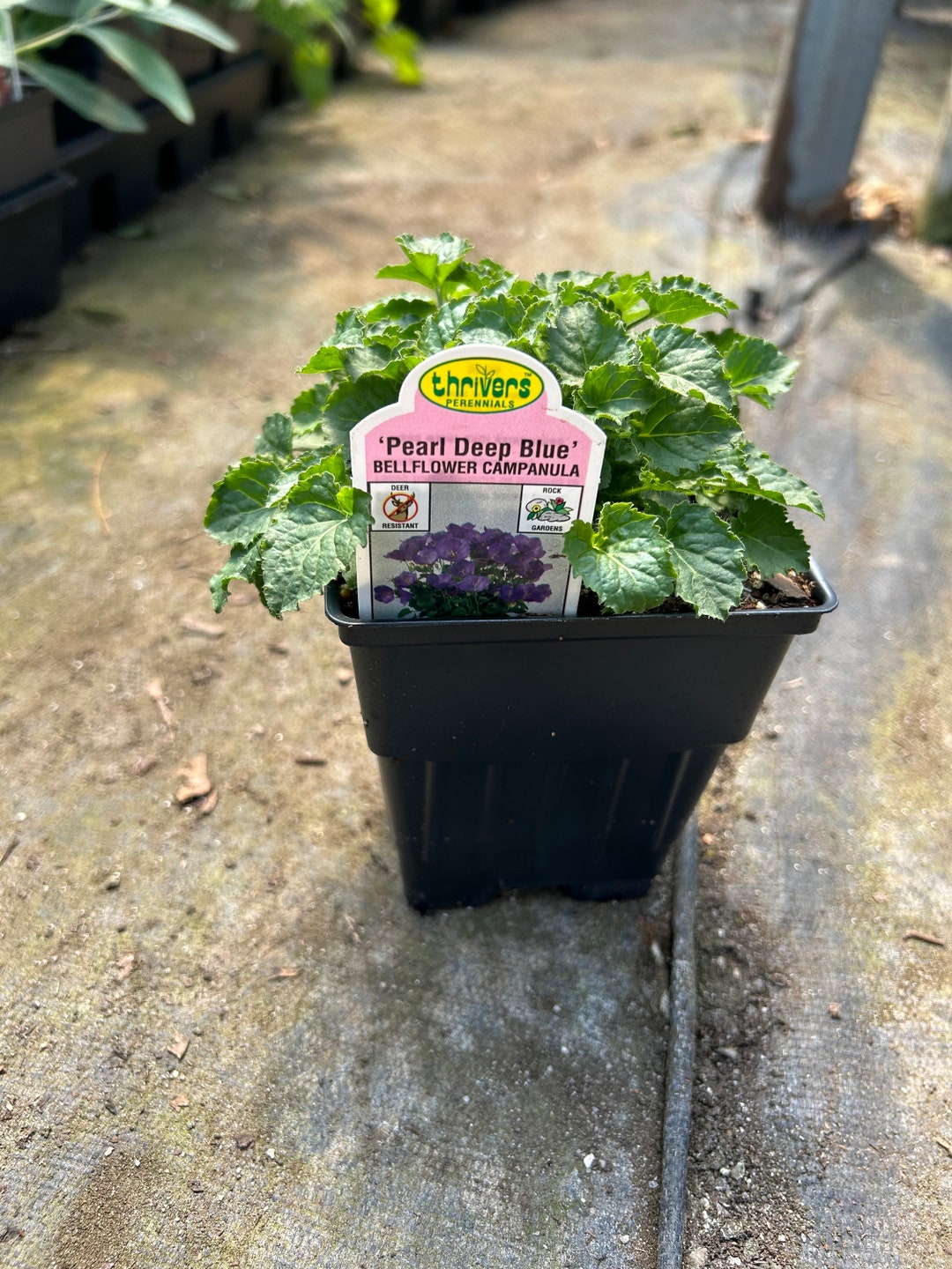 Bellflower Campanula pearl Deep Blue - Etsy