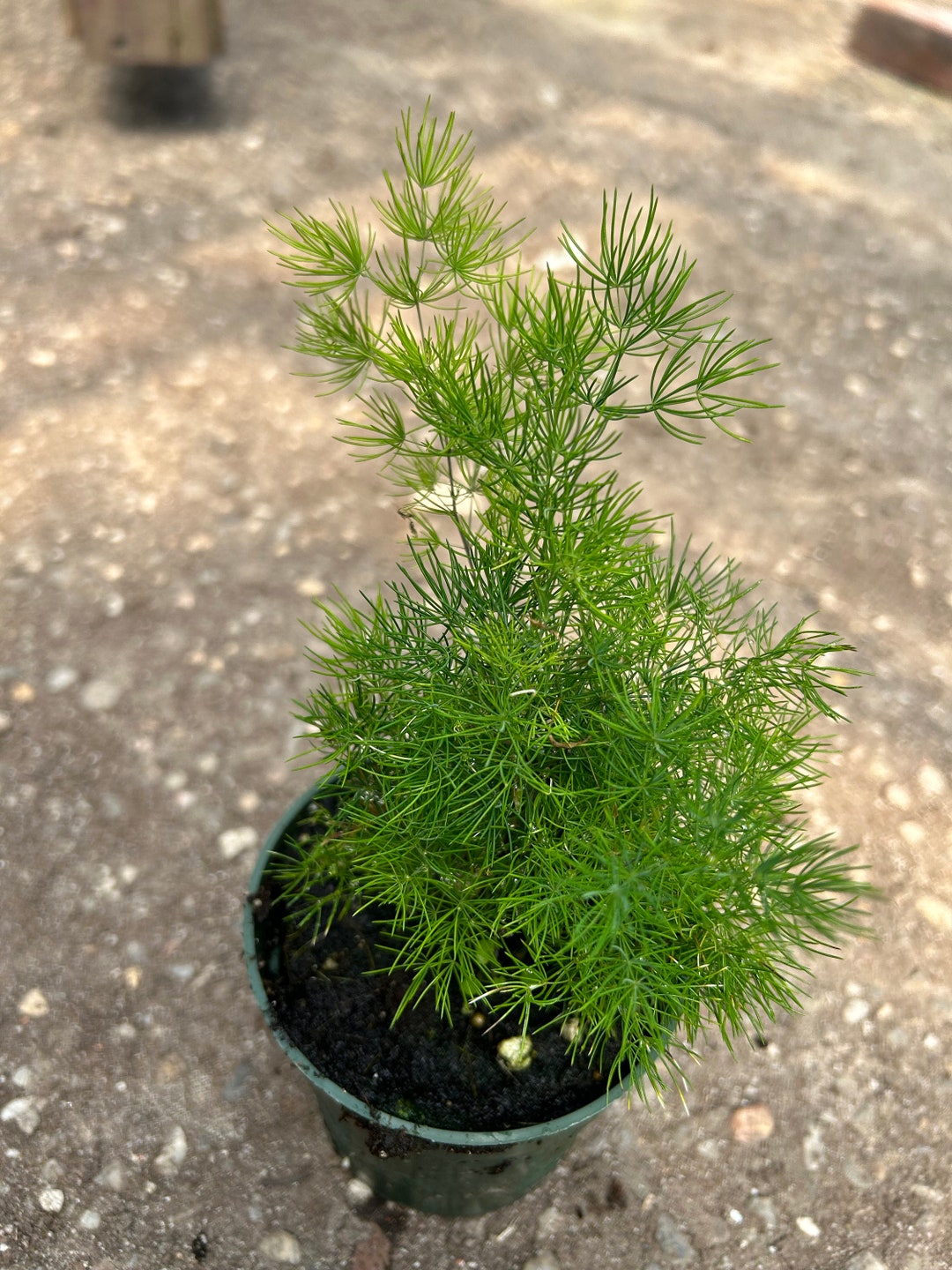 Asparagus Ming Fern Foxtail Fern - Etsy