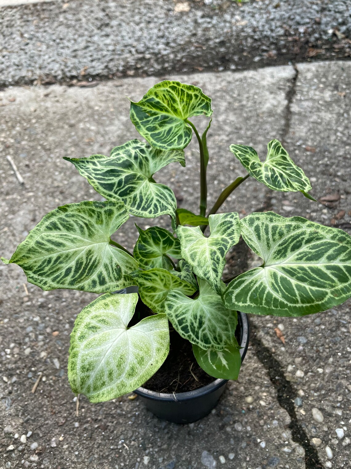 Syngonium Batik - Etsy