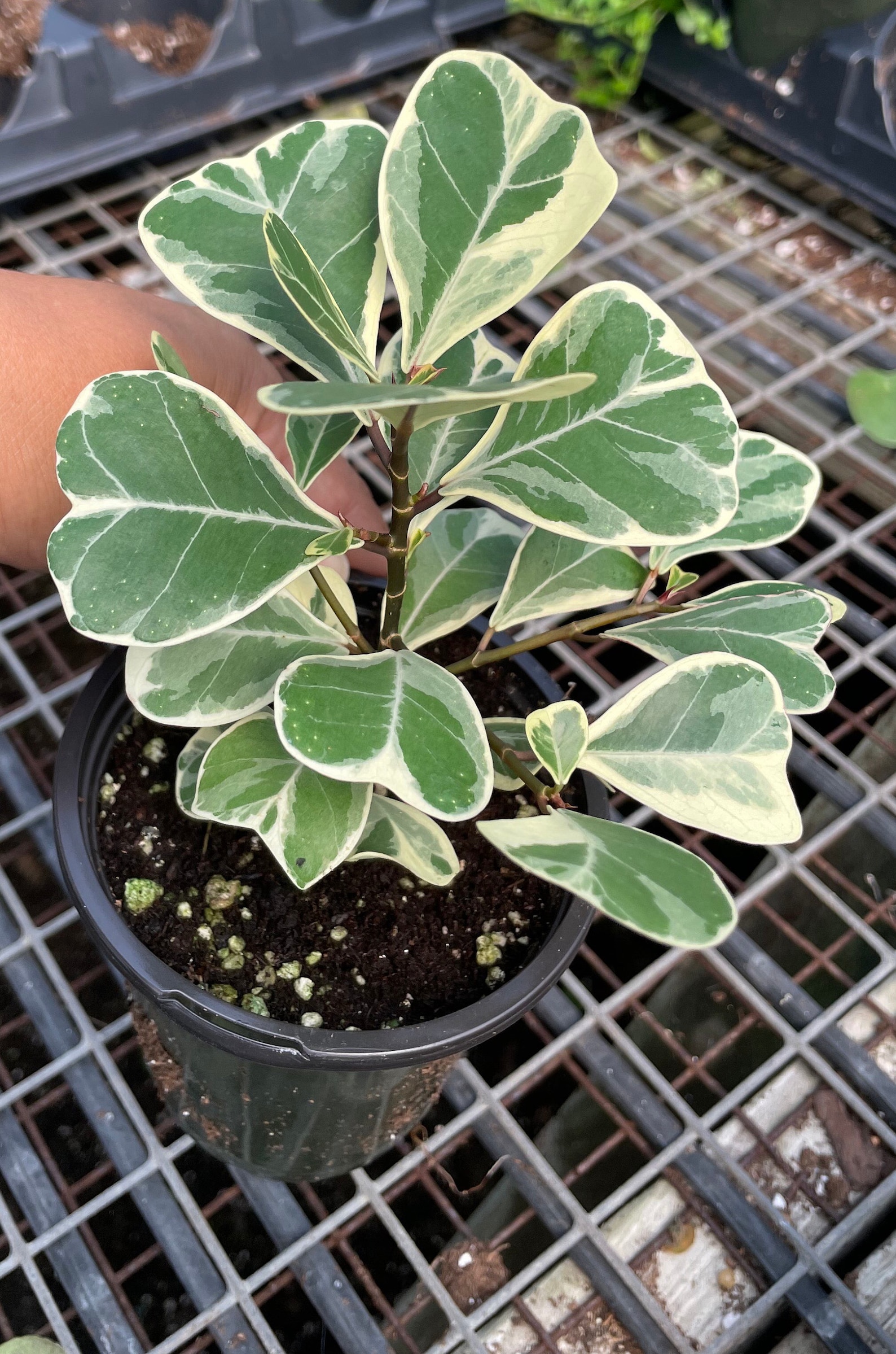 Variegated Ficus Triangularis Rare Variegated Triangularis - Etsy