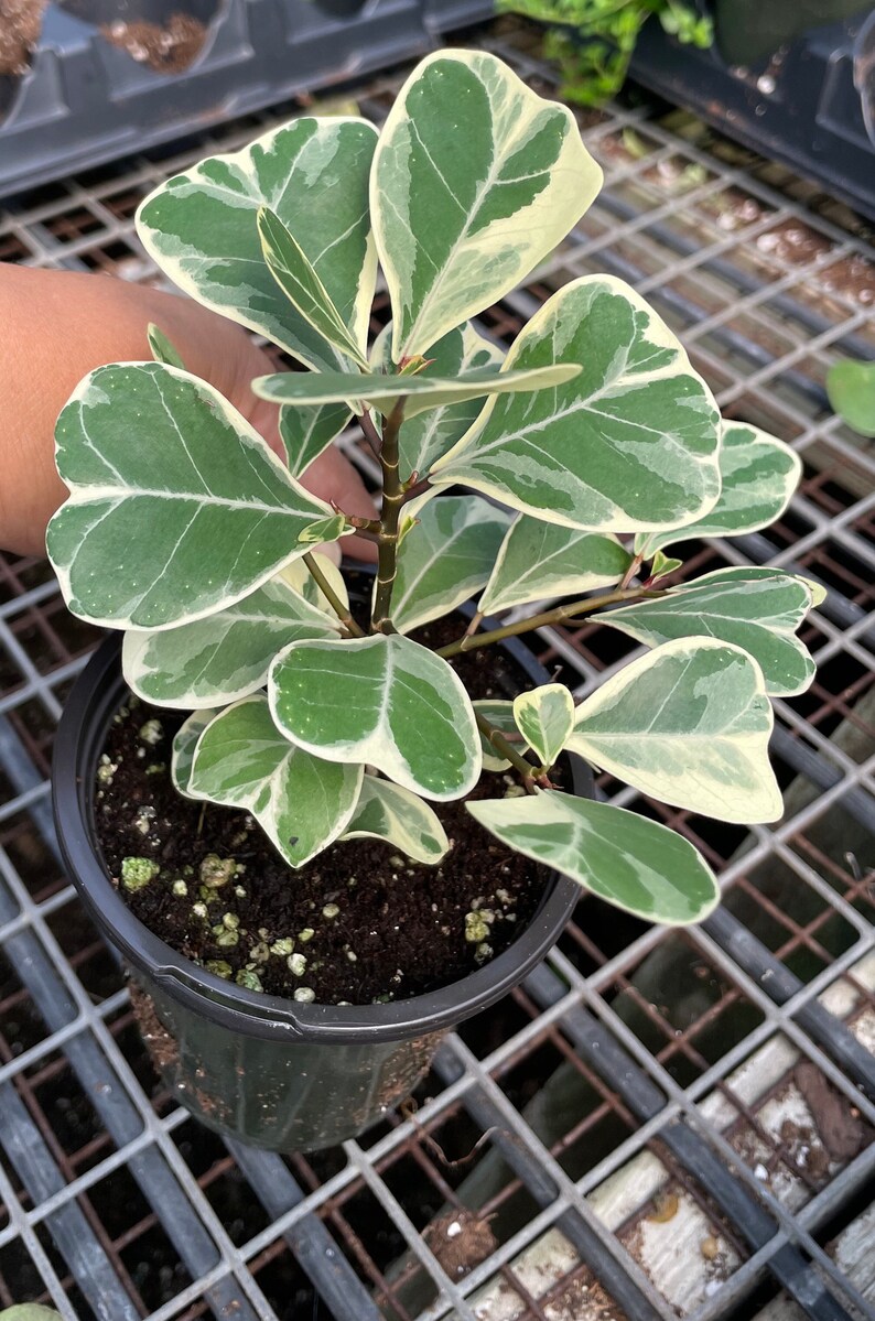 Variegated Ficus Triangularis Rare Variegated Triangularis - Etsy