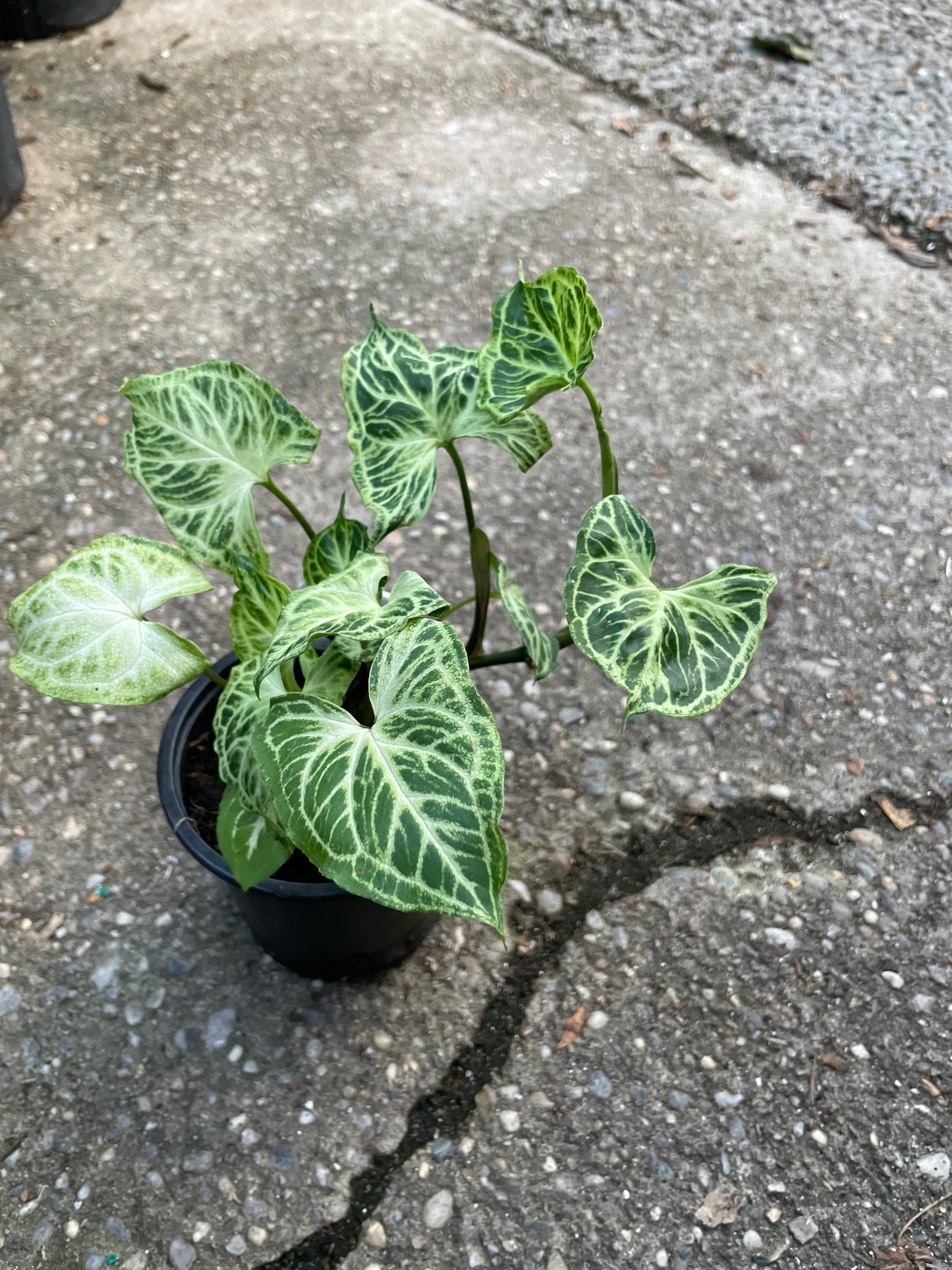 Syngonium Batik - Etsy