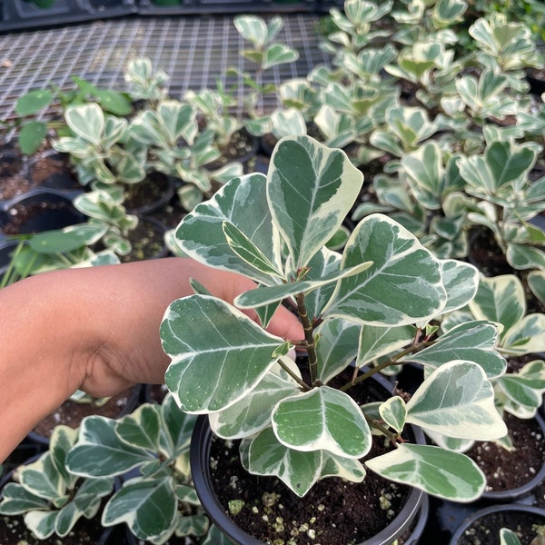 Ficus Triangularis Variegated - Etsy