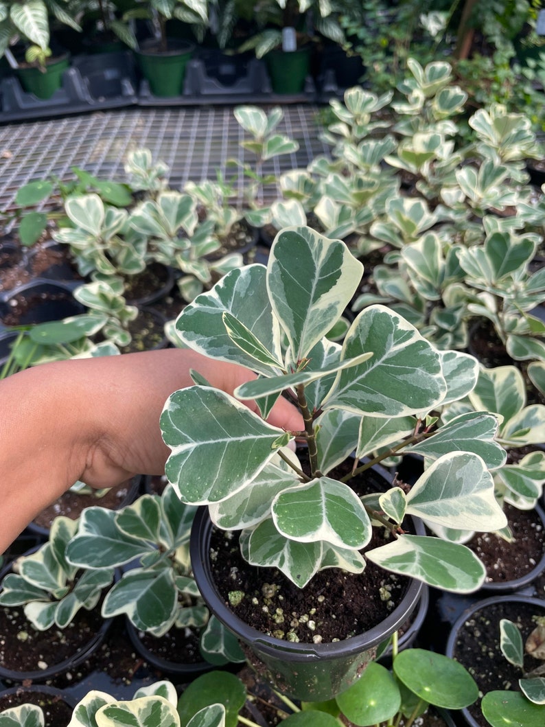 Variegated Ficus Triangularis Rare Variegated Triangularis - Etsy