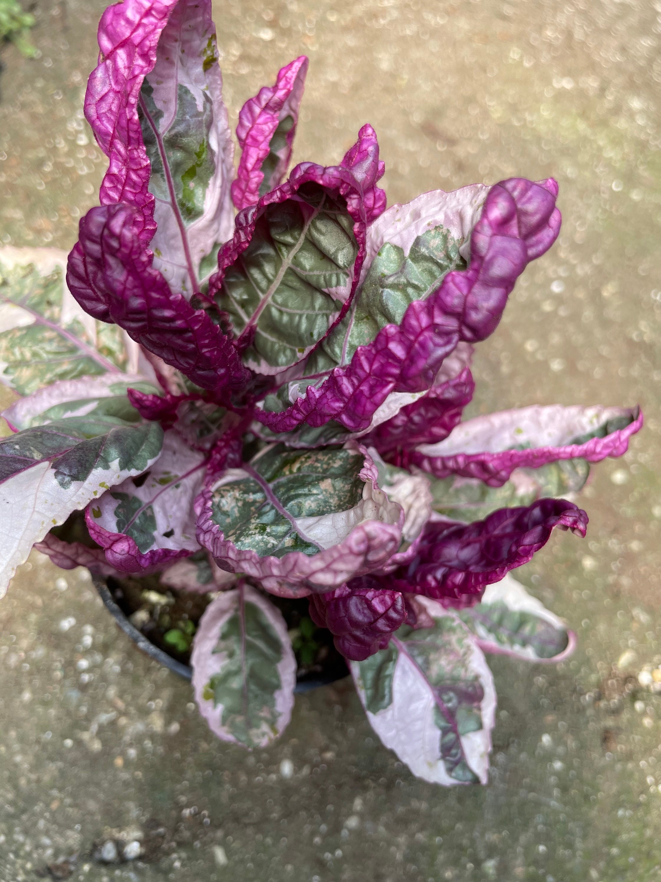 Snow White Waffle Plant | Etsy