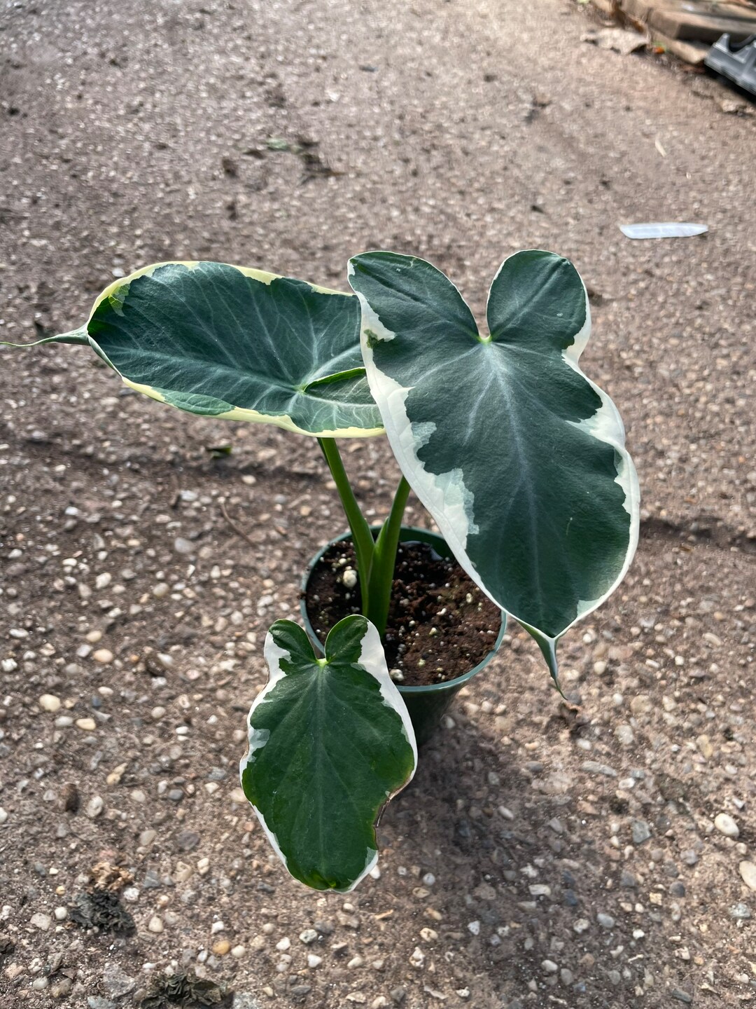 Alocasia Mickey Mouse - Etsy