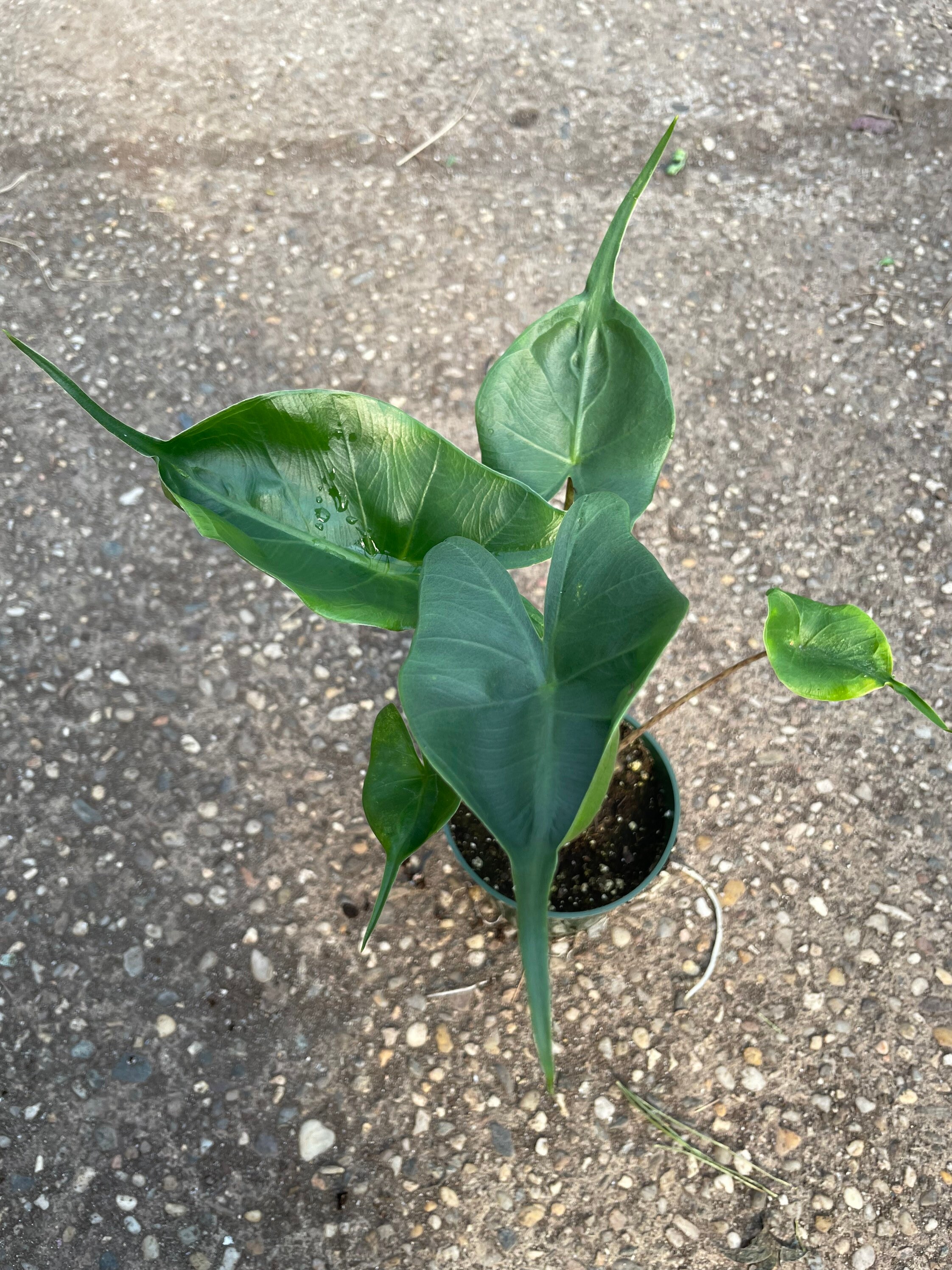 Alocasia Stingray - Etsy