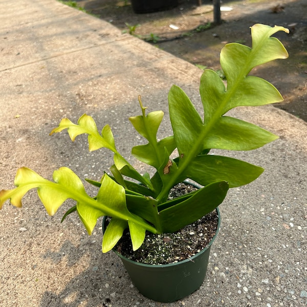 Fern Leaf Cactus - Etsy