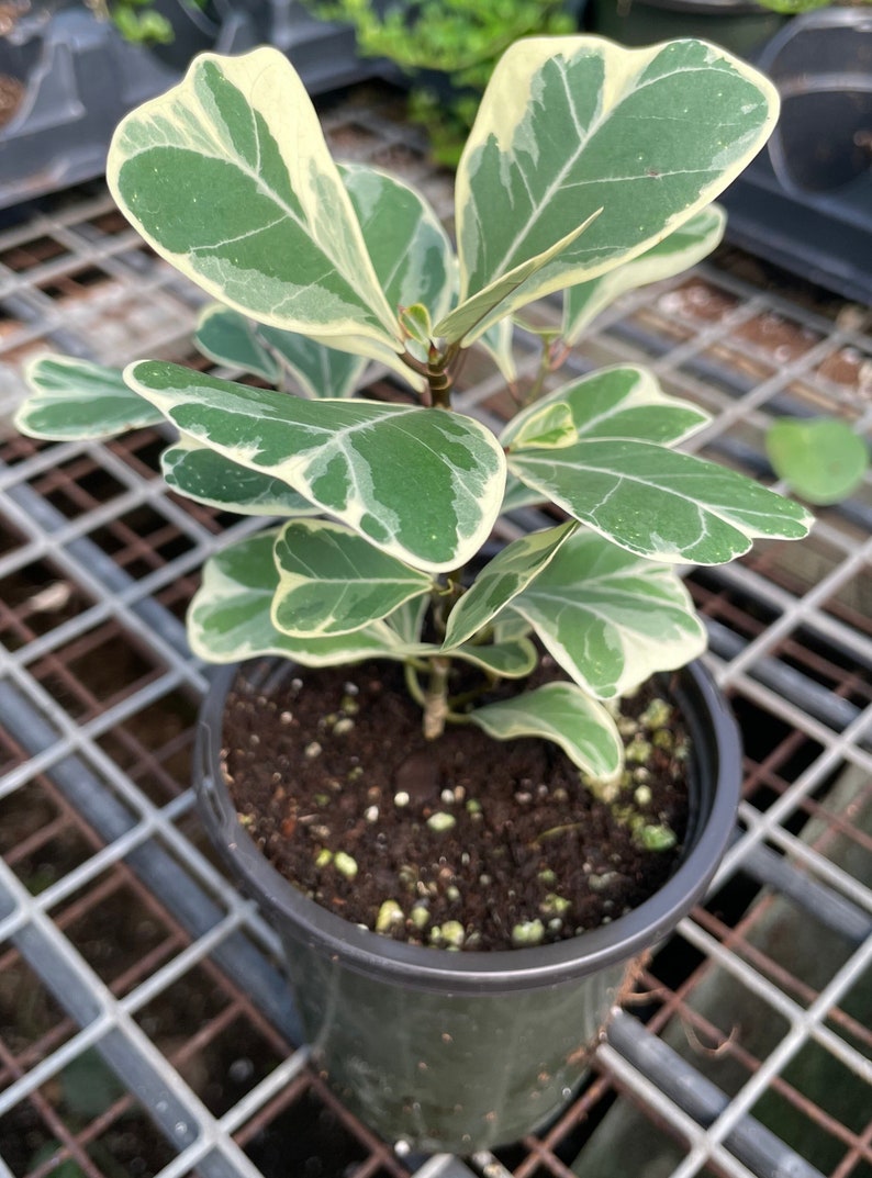 Variegated Ficus Triangularis Rare Variegated Triangularis - Etsy