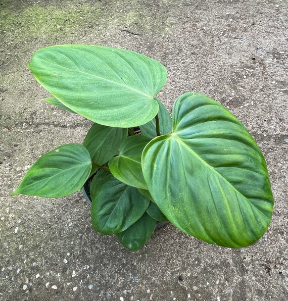 Philodendron Fuzzy Petiole | Etsy