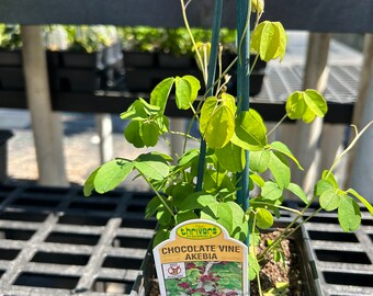 Akebia Quinata Chocolate Vine Pint Plant - Etsy