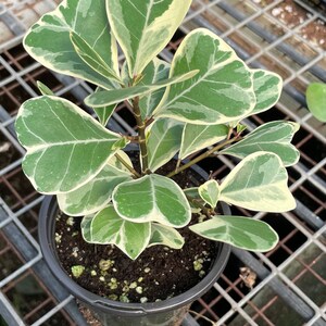 Variegated Ficus Triangularis Rare Variegated Triangularis - Etsy