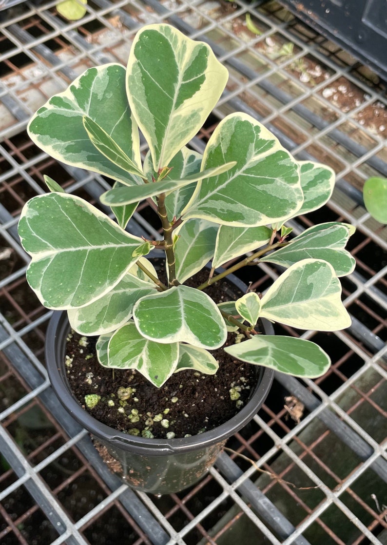 Variegated Ficus Triangularis Rare Variegated Triangularis - Etsy