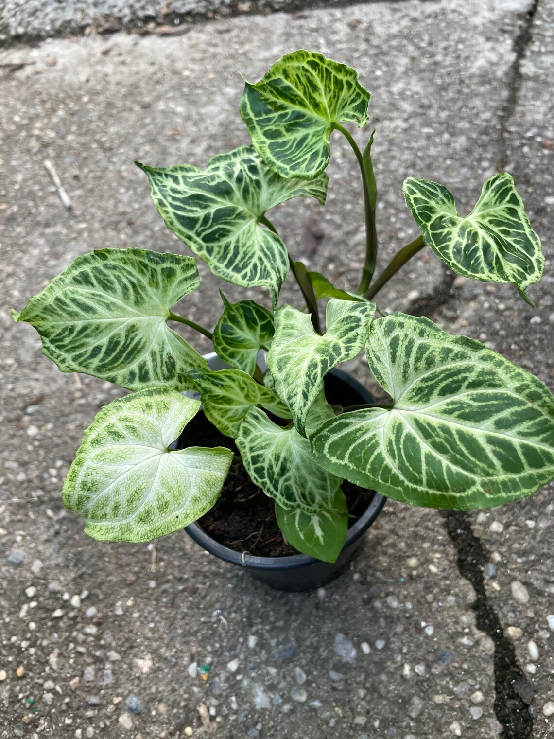 Syngonium Batik - Etsy