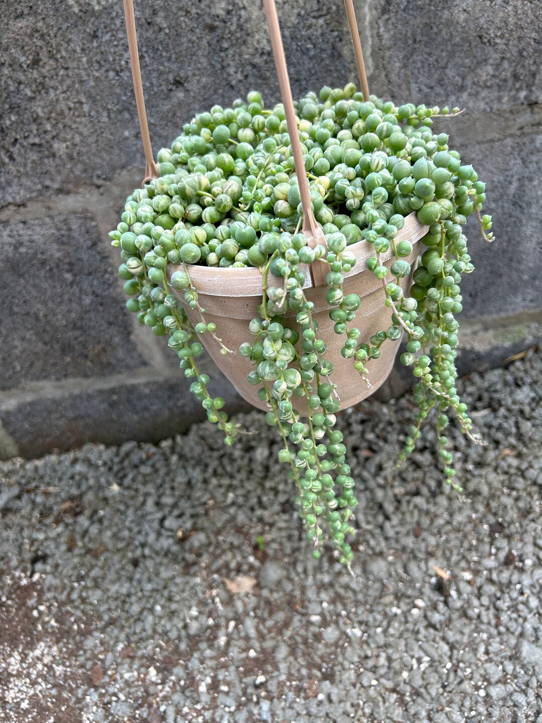 Variegated String of Pearls - Etsy
