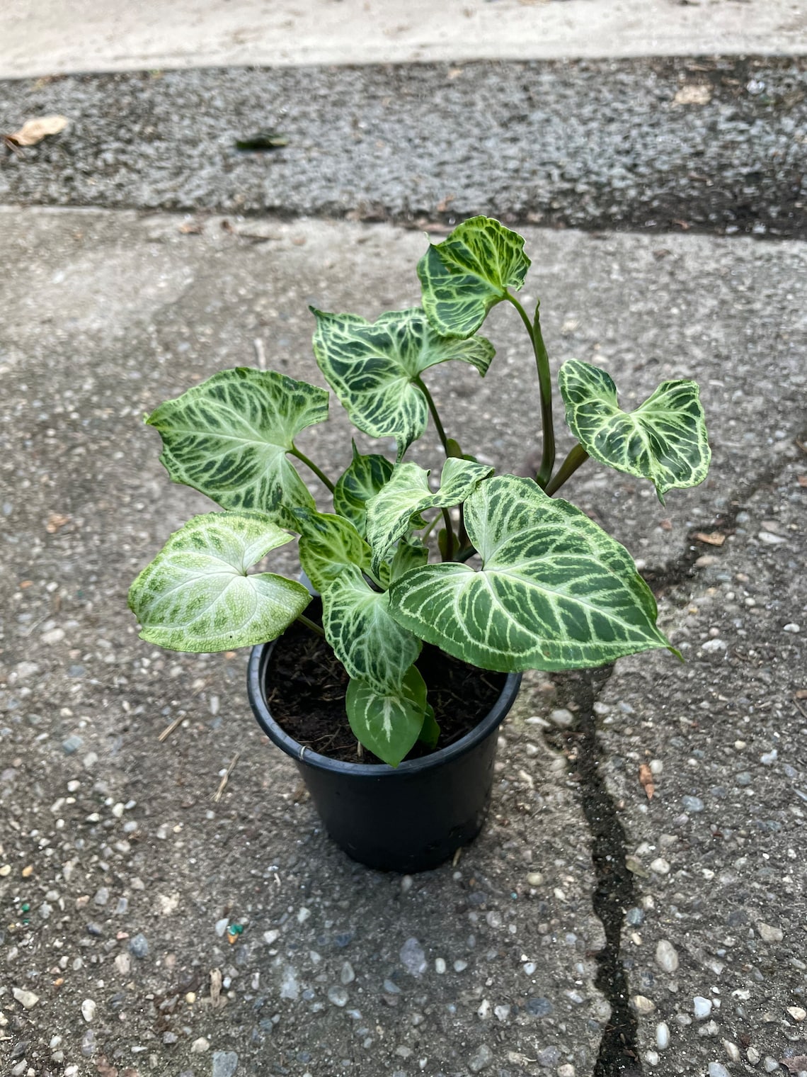 Syngonium Batik - Etsy