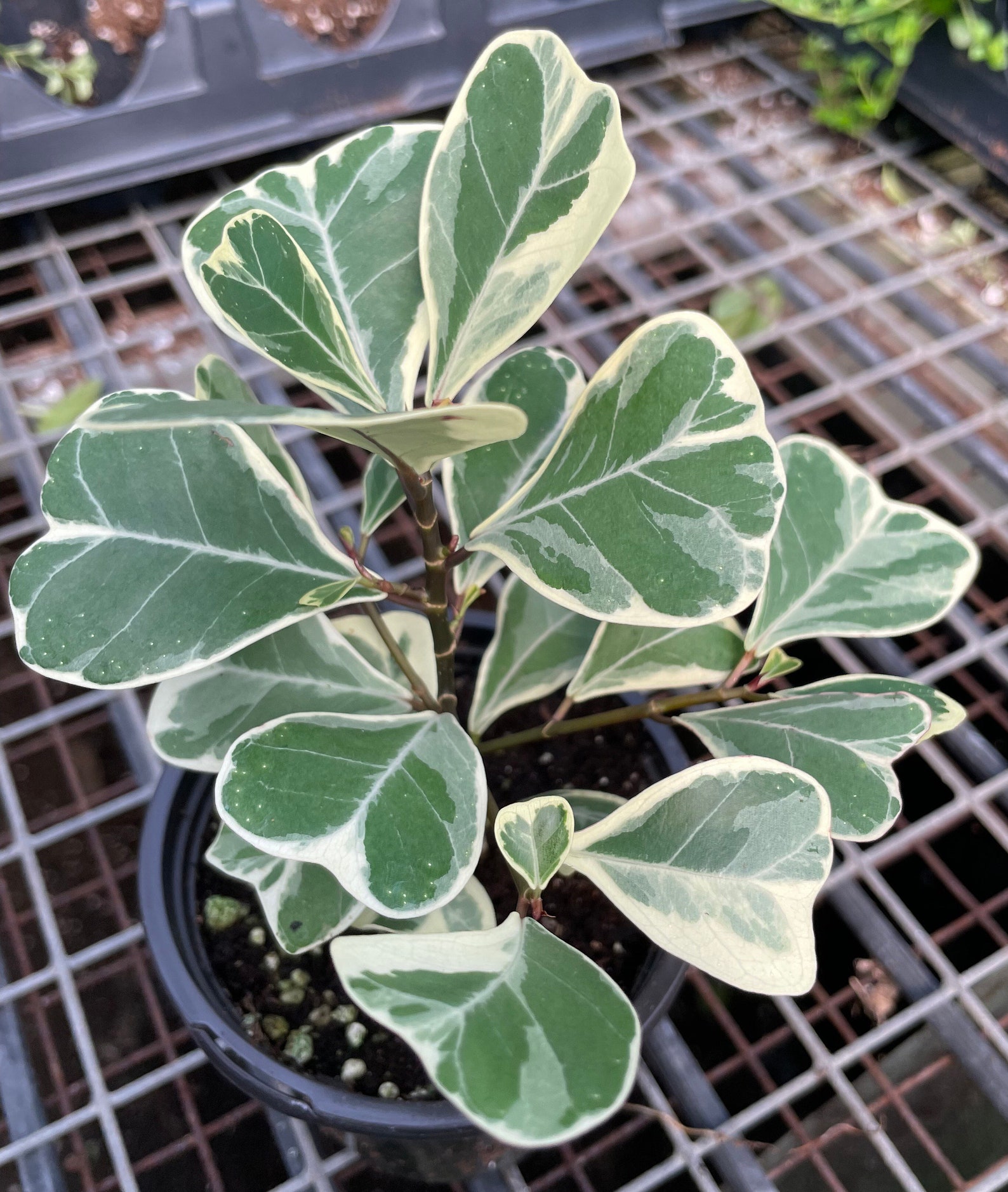Variegated Ficus Triangularis Rare Variegated Triangularis - Etsy