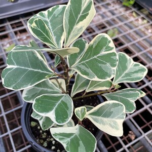 Variegated Ficus Triangularis Rare Variegated Triangularis - Etsy