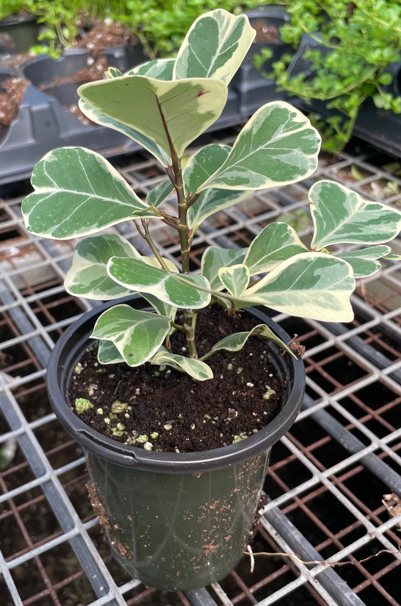 Variegated Ficus Triangularis Rare Variegated Triangularis - Etsy