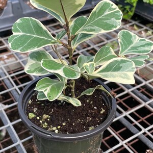 Variegated Ficus Triangularis Rare Variegated Triangularis - Etsy