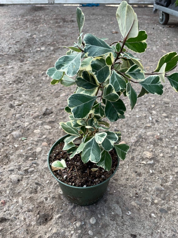 Variegated Ficus Triangularis | Etsy