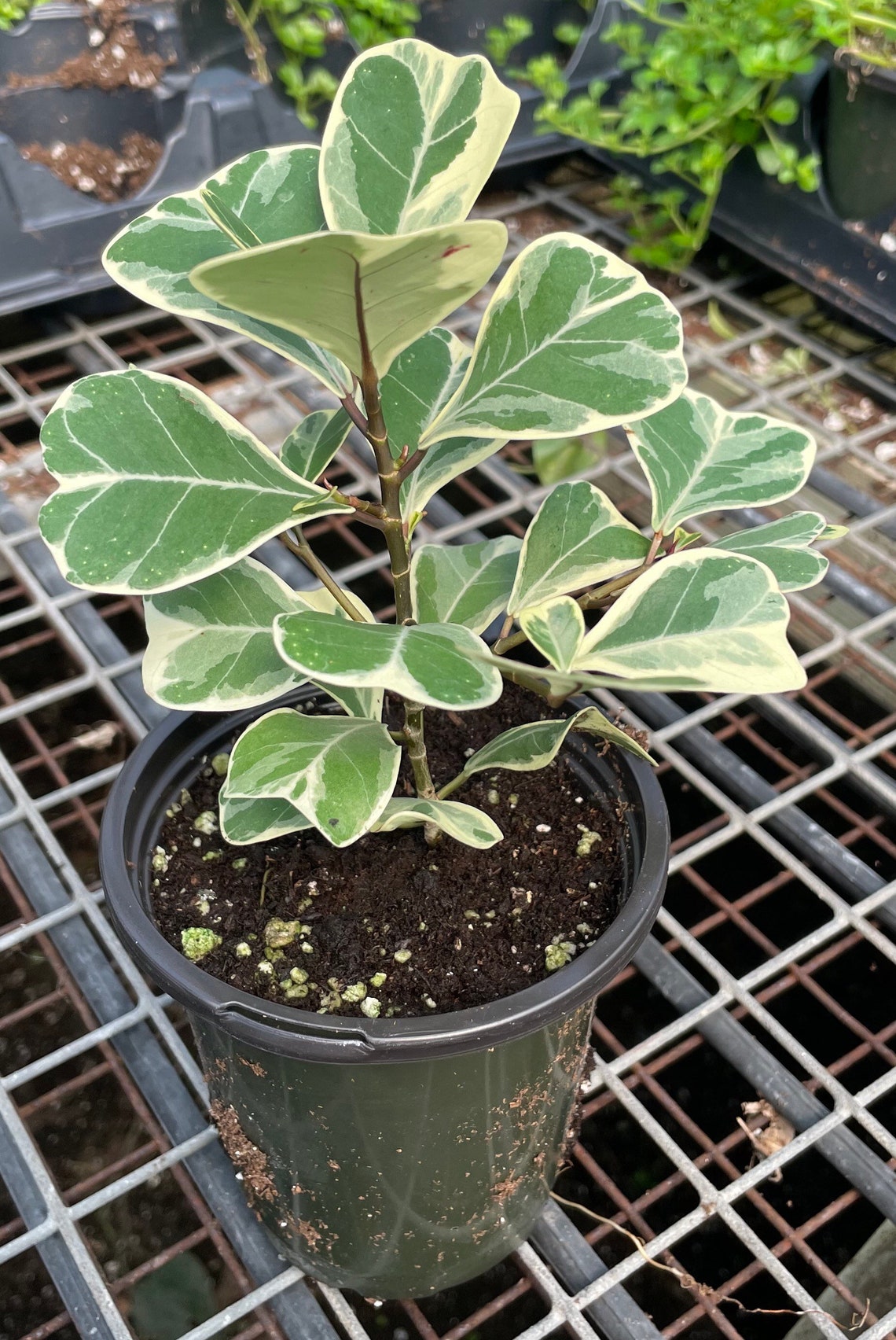 Variegated Ficus Triangularis Rare Variegated Triangularis - Etsy