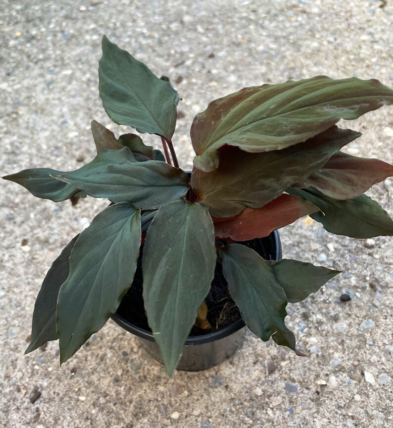 Homalomena Black Form - Etsy