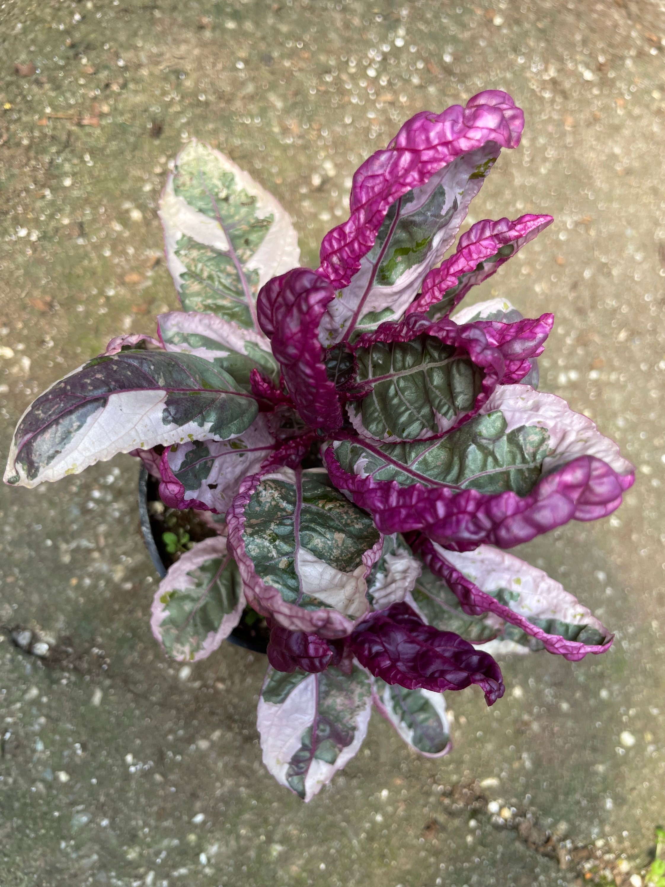 Snow White Waffle Plant | Etsy