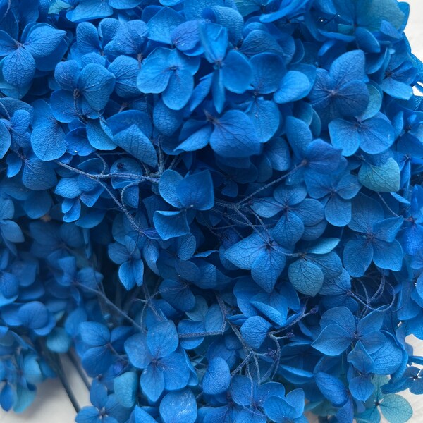 Preserved Hydrangea - Etsy