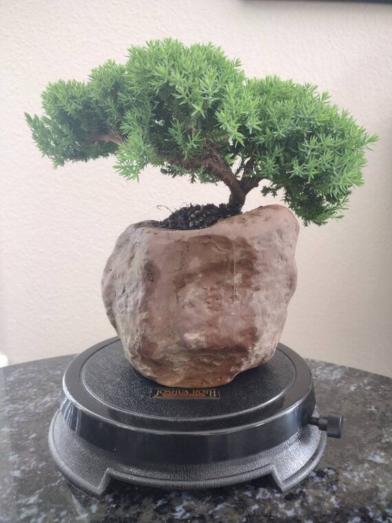 Juniper On Rock Bonsai