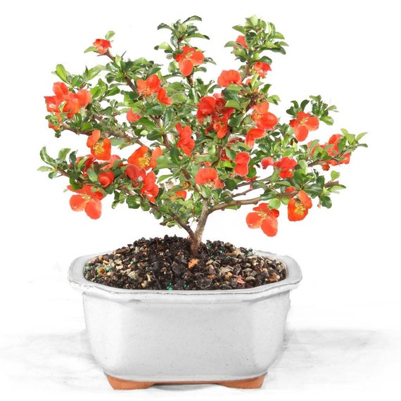 Japanese Red Chojubai Quince Bonsai Tree 5 Years Old 6 - Etsy